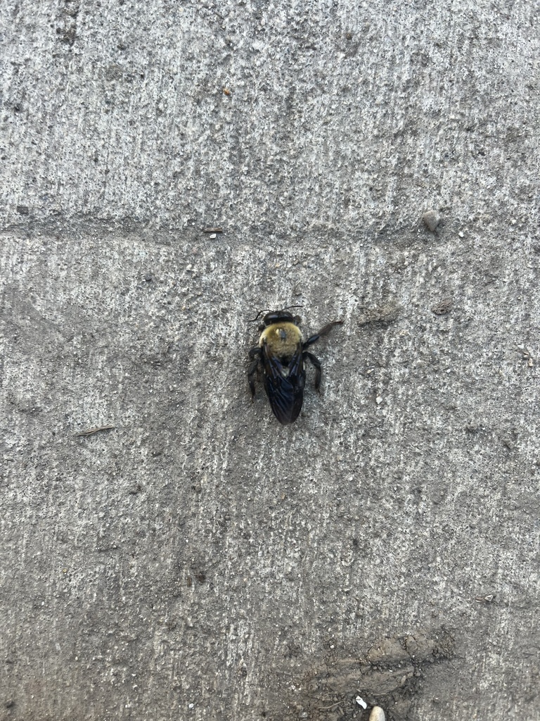 Eastern Carpenter Bee from Peoria, IL, US on March 30, 2024 at 08:30 AM ...