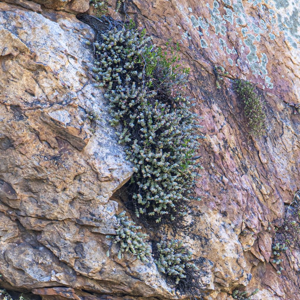 Concertina Plant from Cape Winelands District Municipality, South ...