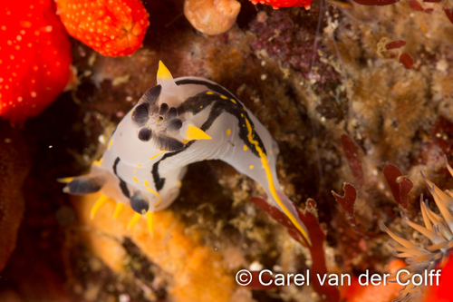 Four-stripe Crown Nudibranch (Polycera sp-c) · iNaturalist
