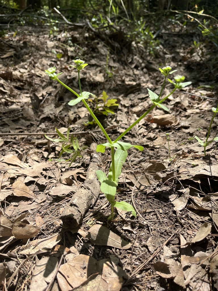 beaked cornsalad in March 2024 by cobaltcann. Lots of lovely cornsalad ...