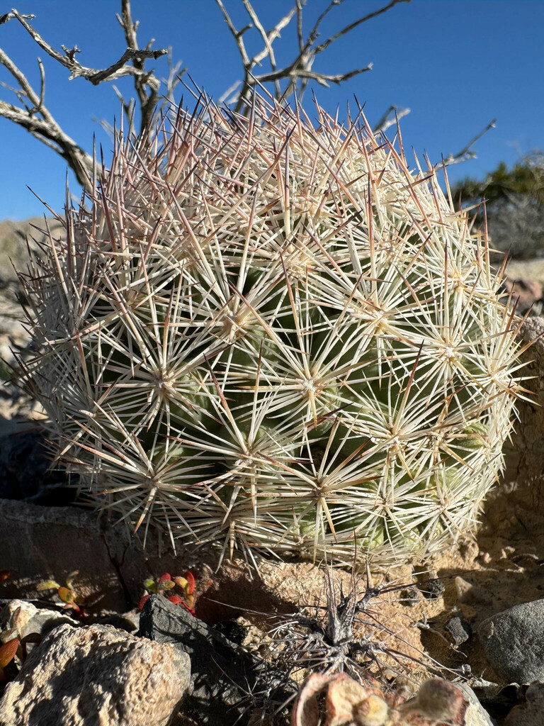 Desert Spinystar from Nye County, NV, USA on March 28, 2024 at 08:35 AM ...