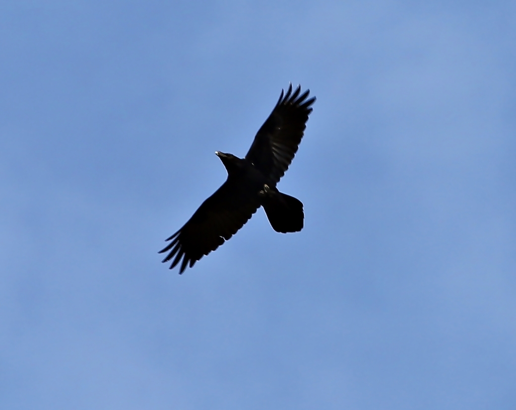 Common Raven from Задонский р-н, Липецкая обл., Россия on March 31 ...