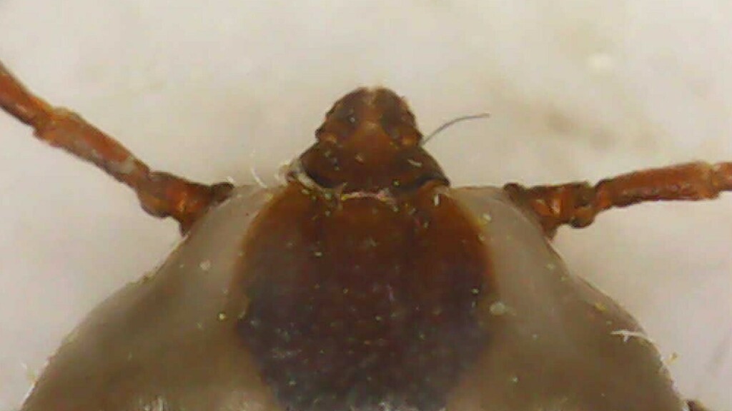 Brown Dog Tick from Tehuacán, Pue., México on November 12, 2022 at 03: ...