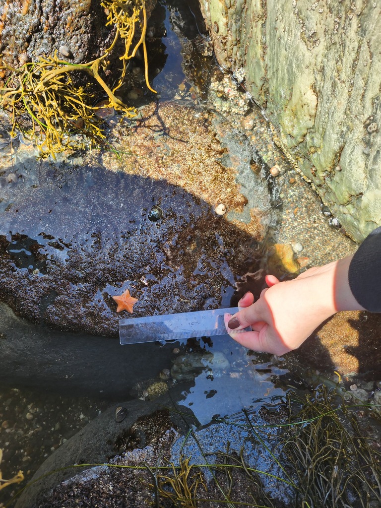 Bat Star from Dana Point, CA, USA on March 24, 2024 at 01:51 PM by ...