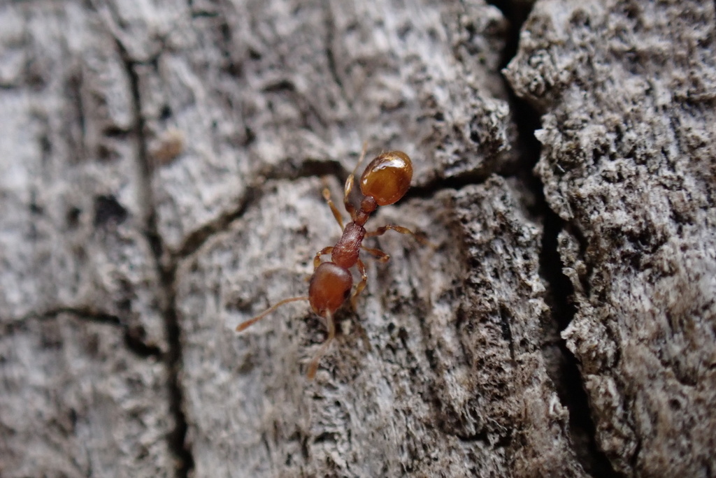 Bent-spined Acorn Ant from Dawnredwood Rd, Wooster, OH, US on March 31 ...