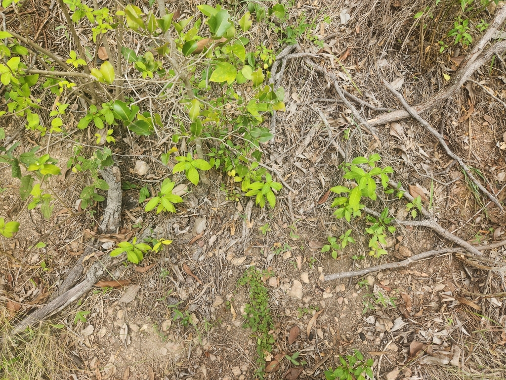 Be Still Tree in March 2024 by Mark C · iNaturalist