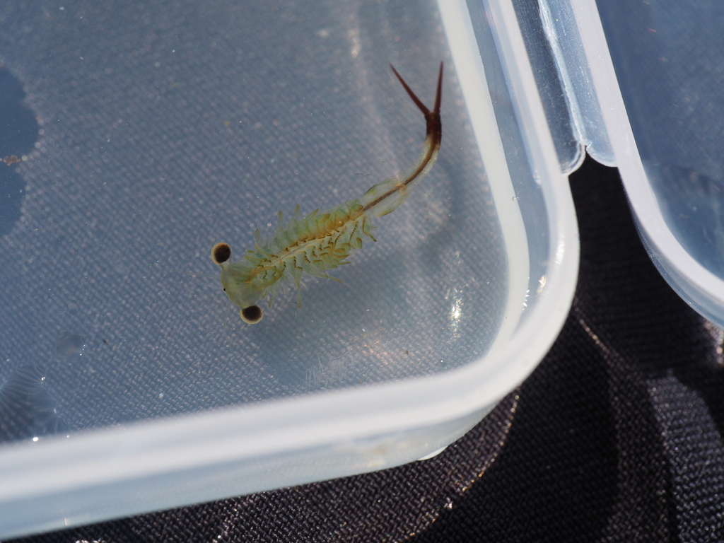 Oregon Fairy Shrimp in March 2024 by Fern Wexler. 31 shrimp cataloged ...