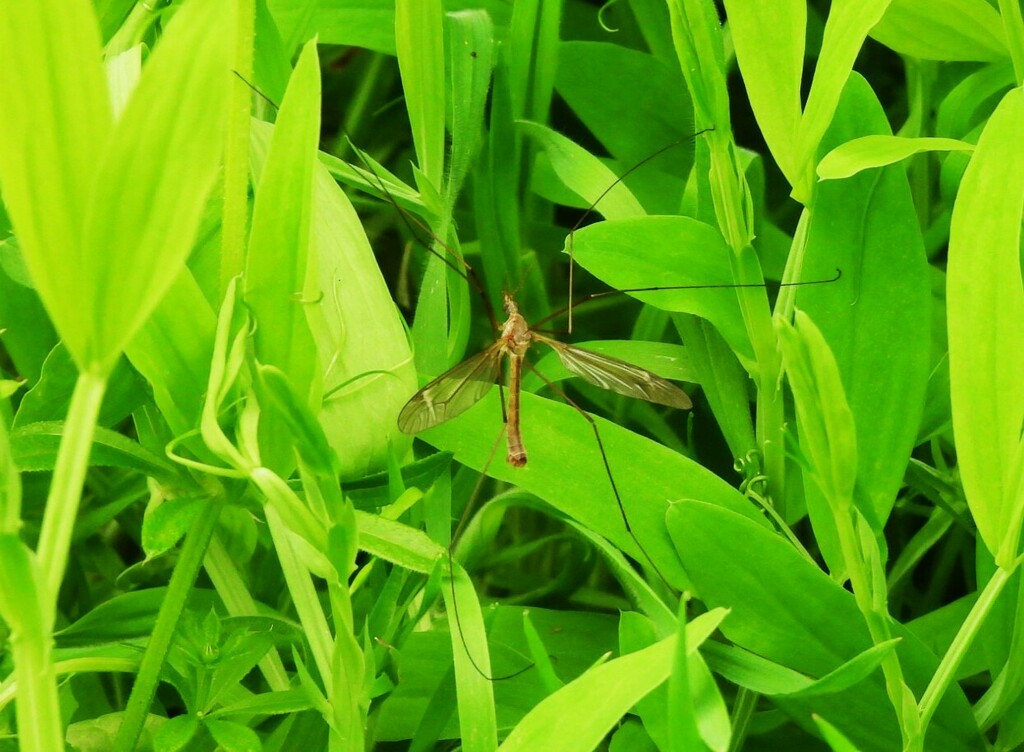 Common Crane Flies from Fort Worth, TX, USA on March 31, 2024 at 10:58 ...