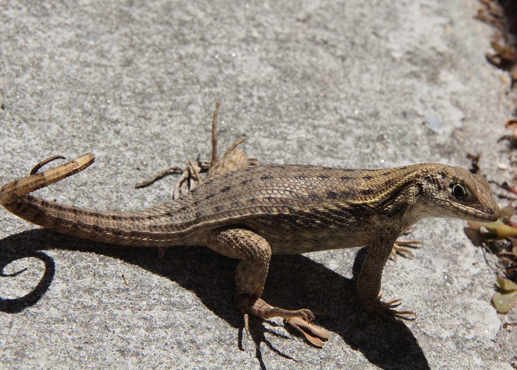 Northern Curly-tailed Lizard from Gulf of Mexico, FL, US on March 24 ...