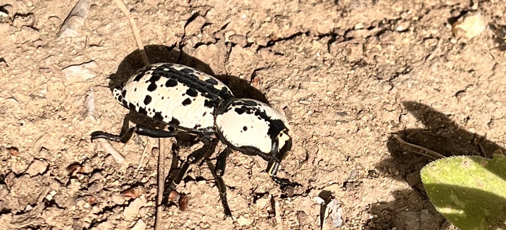 Zopherus nodulosus from Camino del Rancho, Uvalde, TX, US on March 31 ...