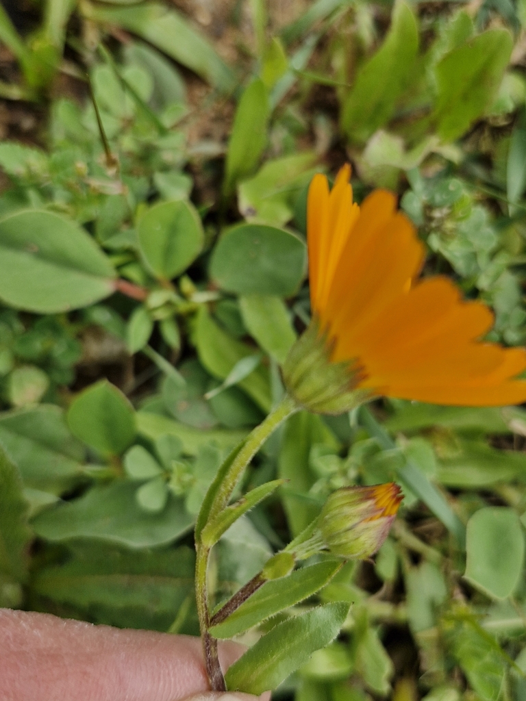 Calendula stellata from Prefecture de Meknes, Marrocos on March 31 ...
