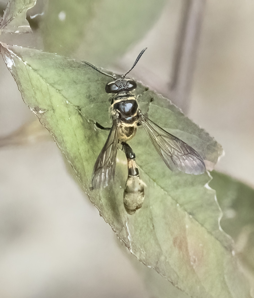 Ants, Bees, and Stinging Wasps from Camino de Cruces, Panamá Province ...