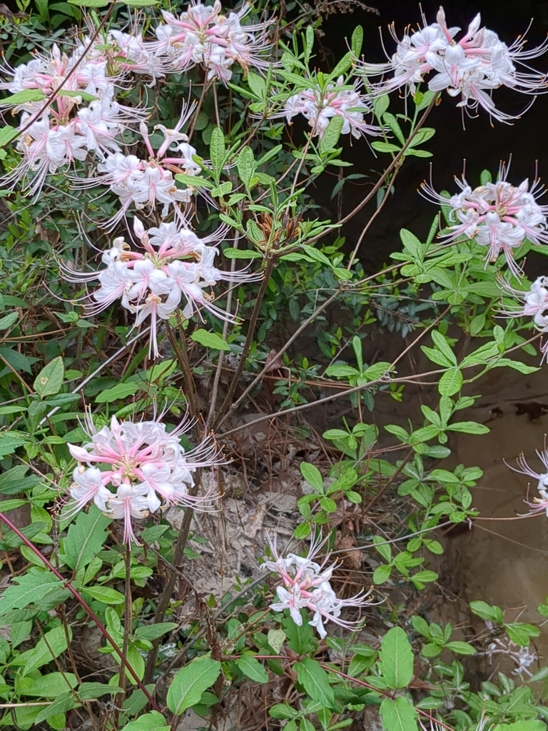 Mountain Azalea from Natchitoches County, US-LA, US on March 31, 2024 ...
