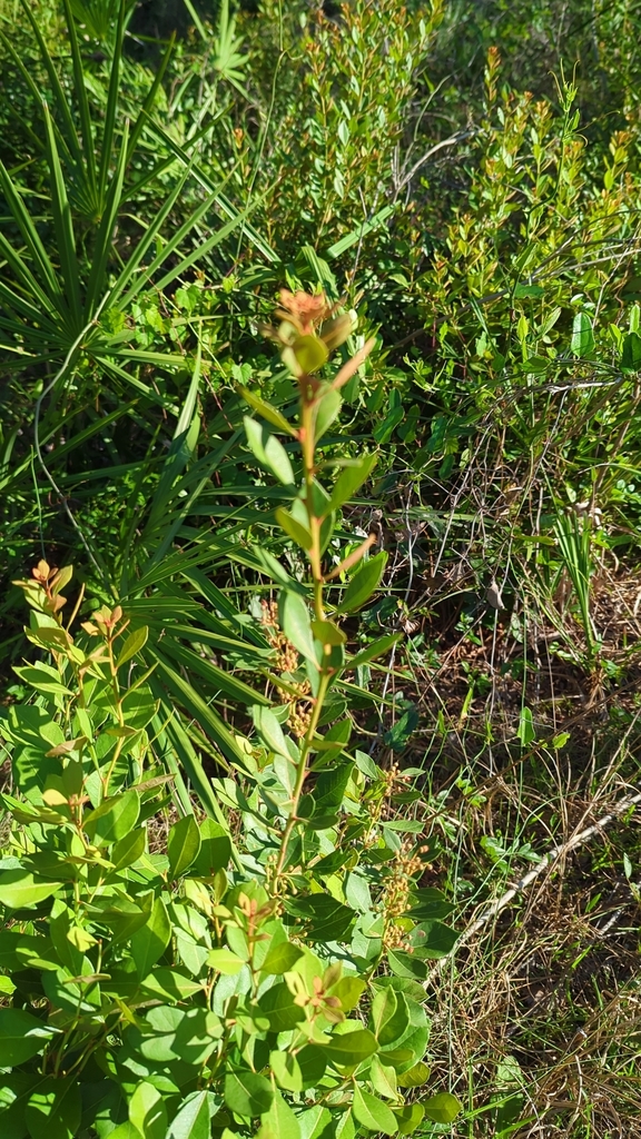 coastal plain staggerbush from Immokalee on March 31, 2024 at 06:31 PM ...