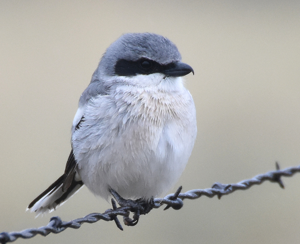 Loggerhead Shrike in April 2015 by Steven Mlodinow · iNaturalist