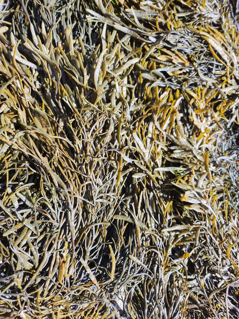 golden rockweed from Dana Point, CA, USA on March 24, 2024 at 01:57 PM ...