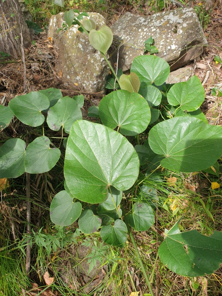 Big-Leaf Vine from Killarney QLD 4373, Australia on April 1, 2024 at 08 ...