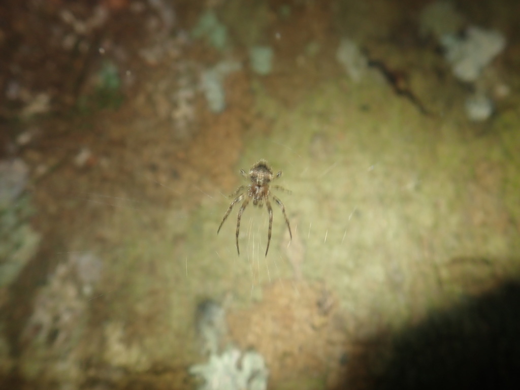Maude's Ladder-web Spider from Tamborine Mountain QLD 4272, Australia ...