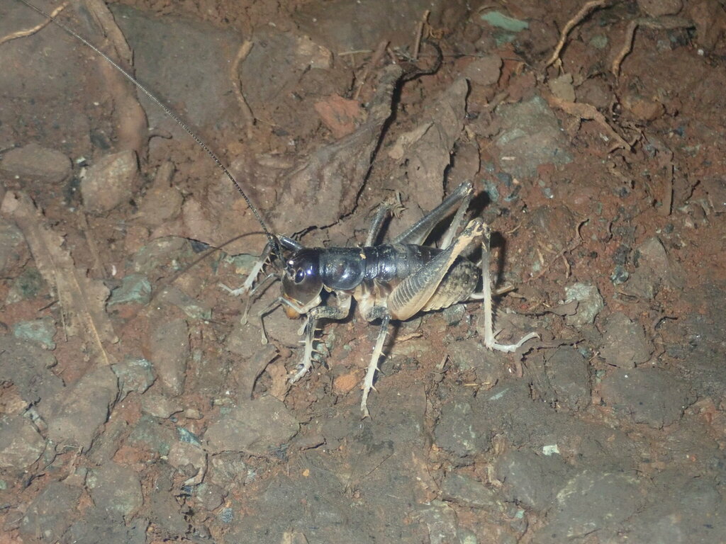 Giant King Cricket from Tamborine Mountain QLD 4272, Australia on March ...