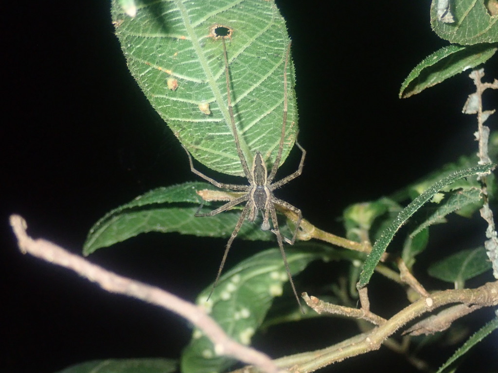 Megadolomedes trux from Tamborine Mountain QLD 4272, Australia on March ...