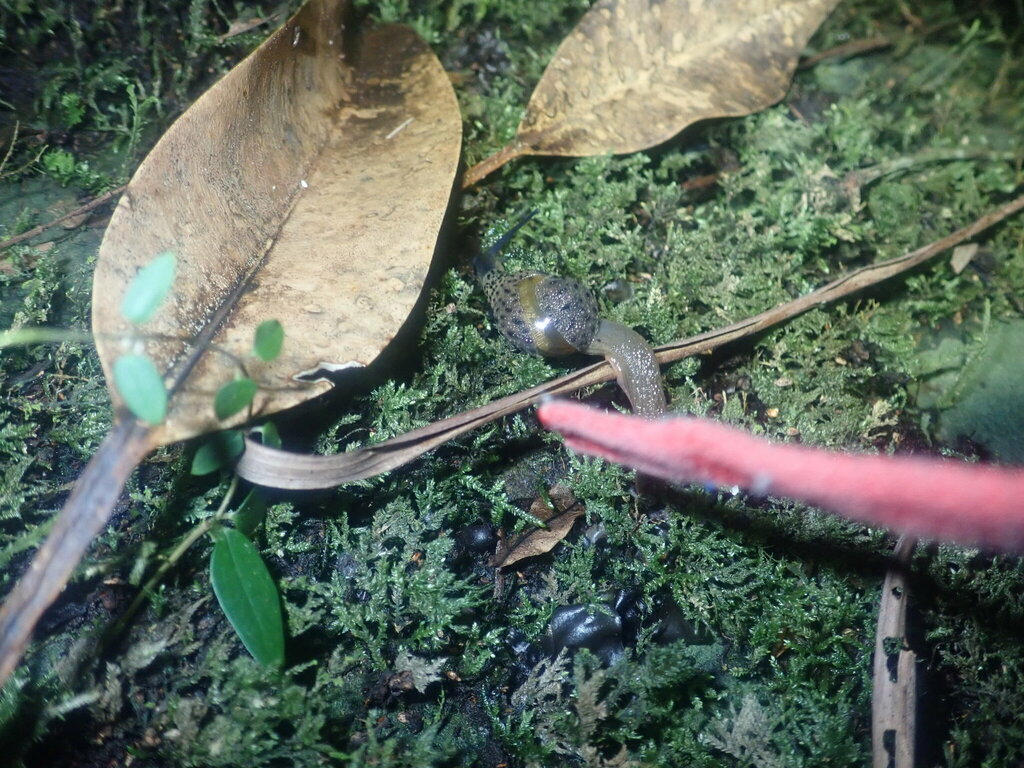 black-spotted semi-slug from Tamborine Mountain QLD 4272, Australia on ...