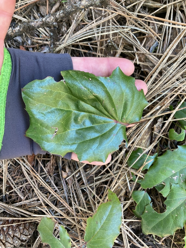 Cascade Oregon-grape from Chelan County, US-WA, US on March 31, 2024 at ...