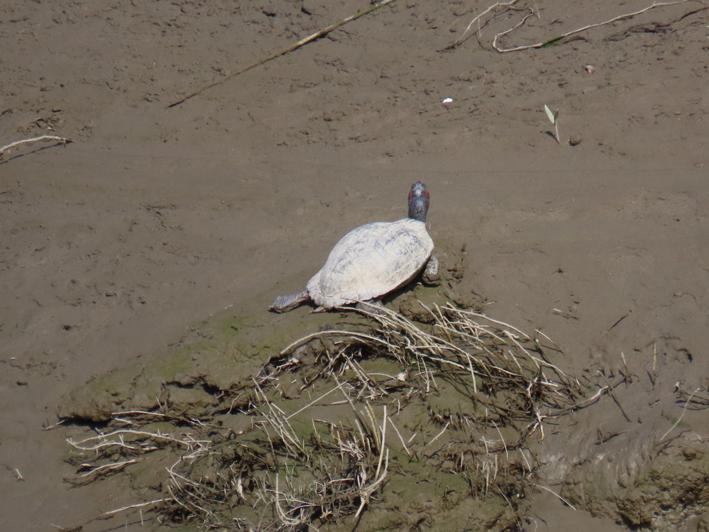 Tortuga pinta desde Coyote Hills Regional Park, 8000 Patterson Ranch Rd ...