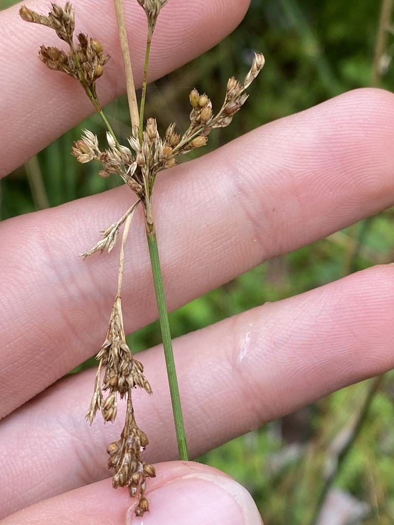 Juncus flavidus from Rossi, NSW, AU on February 16, 2024 at 01:52 PM by ...