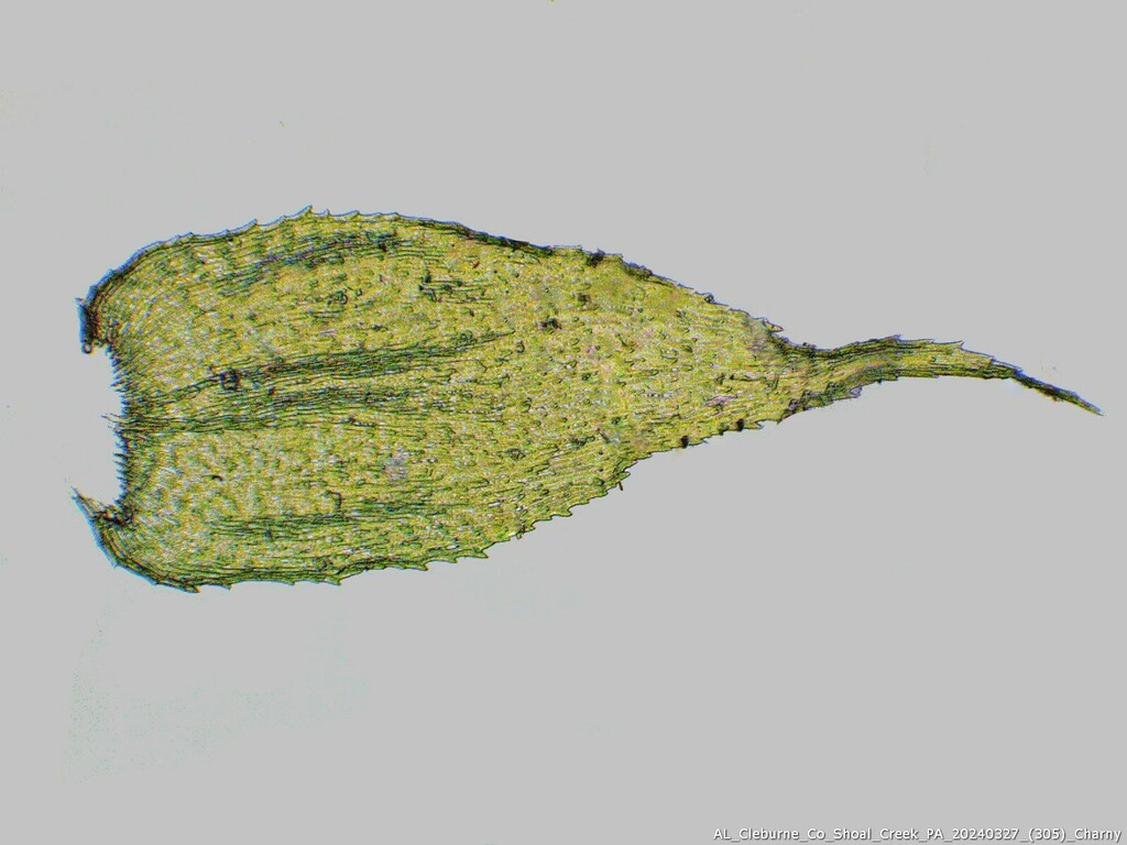 Comb-moss from Cleburne County, AL, USA on March 27, 2024 at 12:03 PM ...