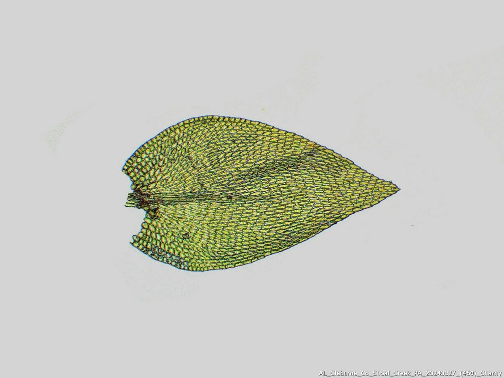 Clasmatodon parvulus from Cleburne County, AL, USA on March 27, 2024 at ...