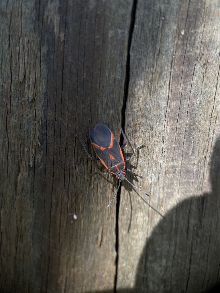 Eastern Boxelder Bug from Lakeside Dr, Baltimore, MD, US on March 31 ...