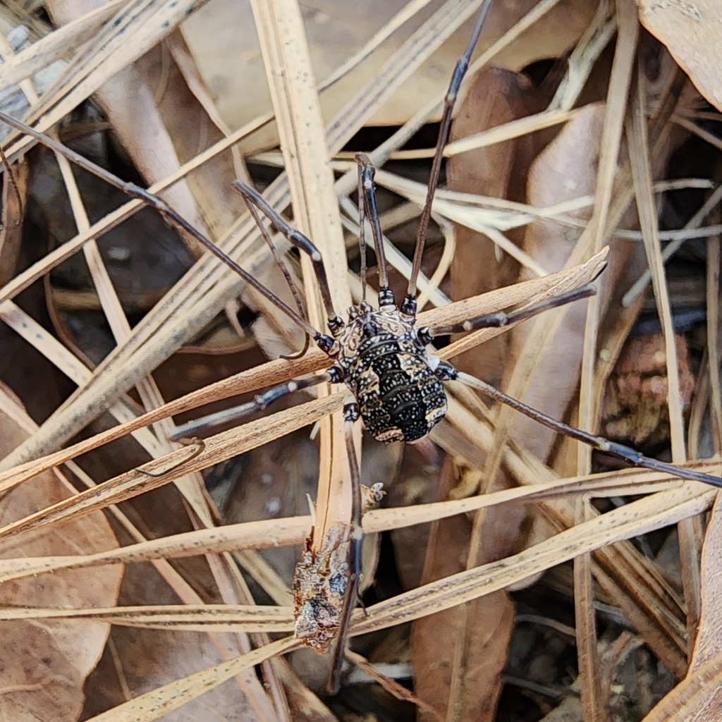 Eastern Harvestman from Cassatt, SC 29032, USA on March 31, 2024 at 03: ...