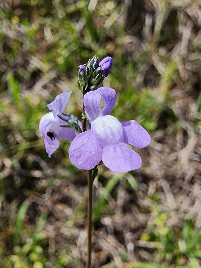 blue toadflax from Cassatt, SC 29032, USA on March 31, 2024 at 03:57 PM ...