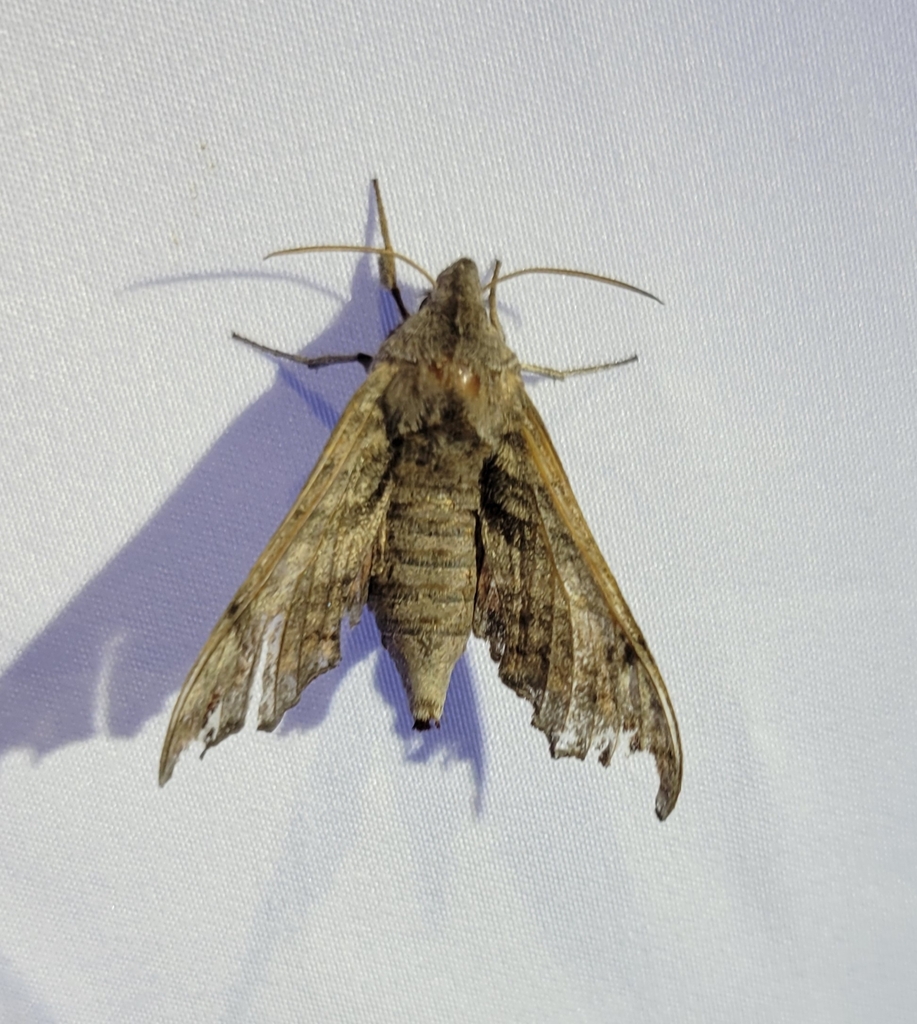 Lettered Sphinx from The Colony, TX 75056, USA on March 30, 2024 at 09:29 PM by Brent Franklin ...