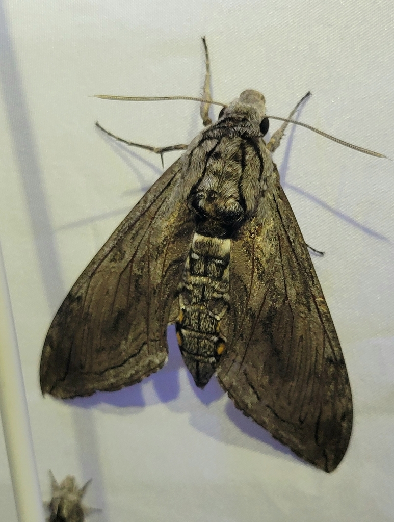 Five-spotted Hawk Moth from The Colony, TX 75056, USA on March 30, 2024 ...