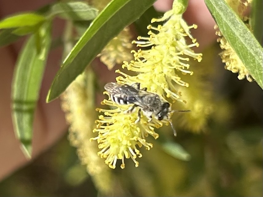 Tansy Mustard Sweat Bee from Wetlands Park Friends, Las Vegas, NV, US ...