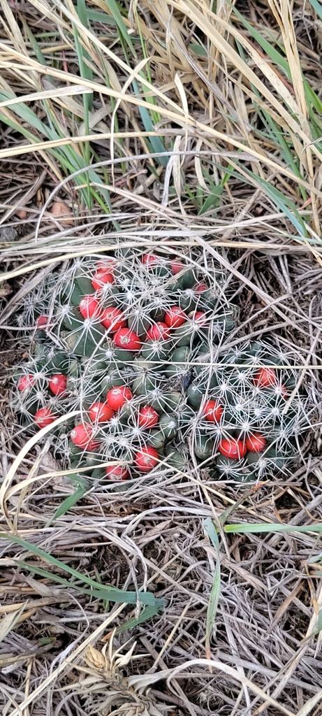 Missouri Foxtail Cactus from Loveland, CO, USA on March 31, 2024 at 11: ...