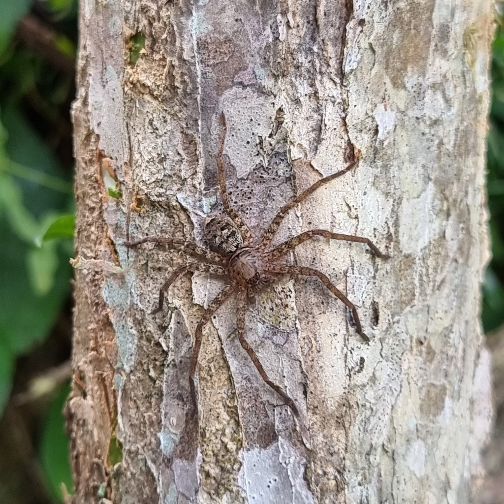 Jungle Huntsman Spider from Lota QLD 4179, Australia on April 1, 2024 ...