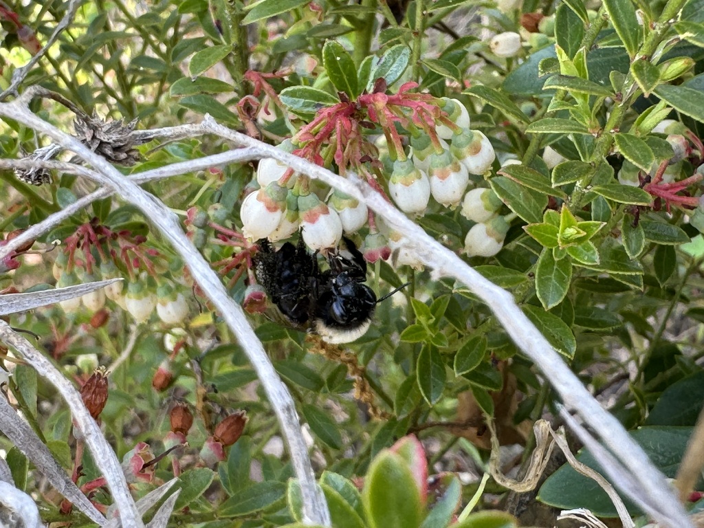 Blueberry Digger Bee from Auburn University, Auburn, AL, US on March 31 ...