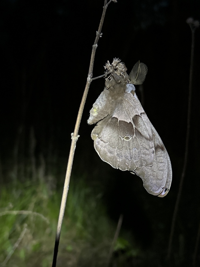 Polyphemus Moth from Georgetown, SC, US on March 31, 2024 at 08:13 PM ...