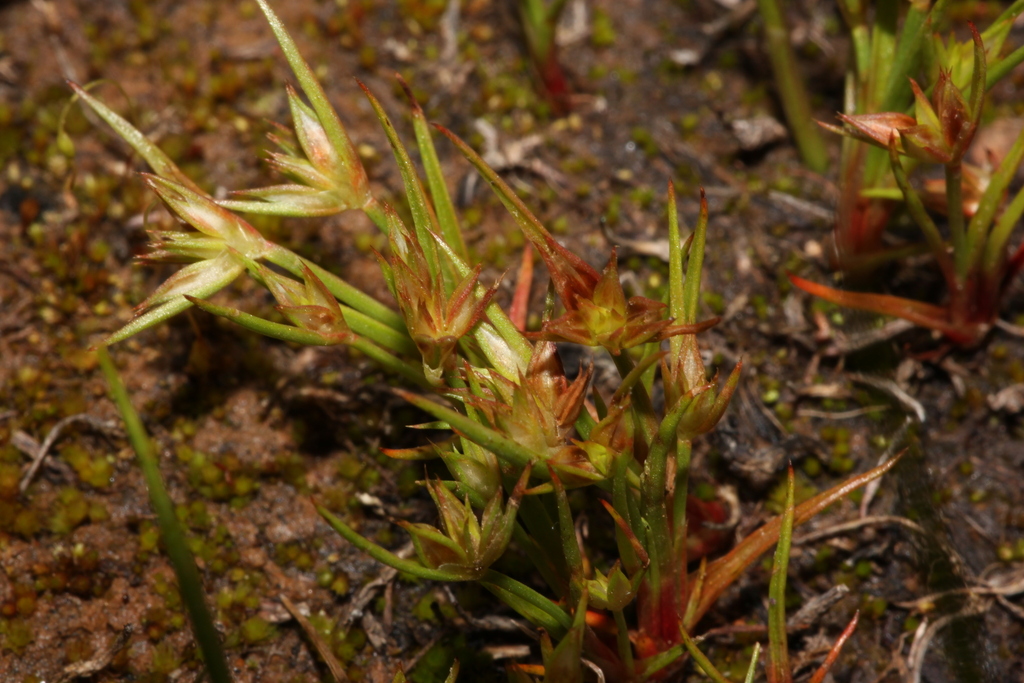 dwarf rush from Mather, CA, USA on March 31, 2024 at 12:07 PM by ...