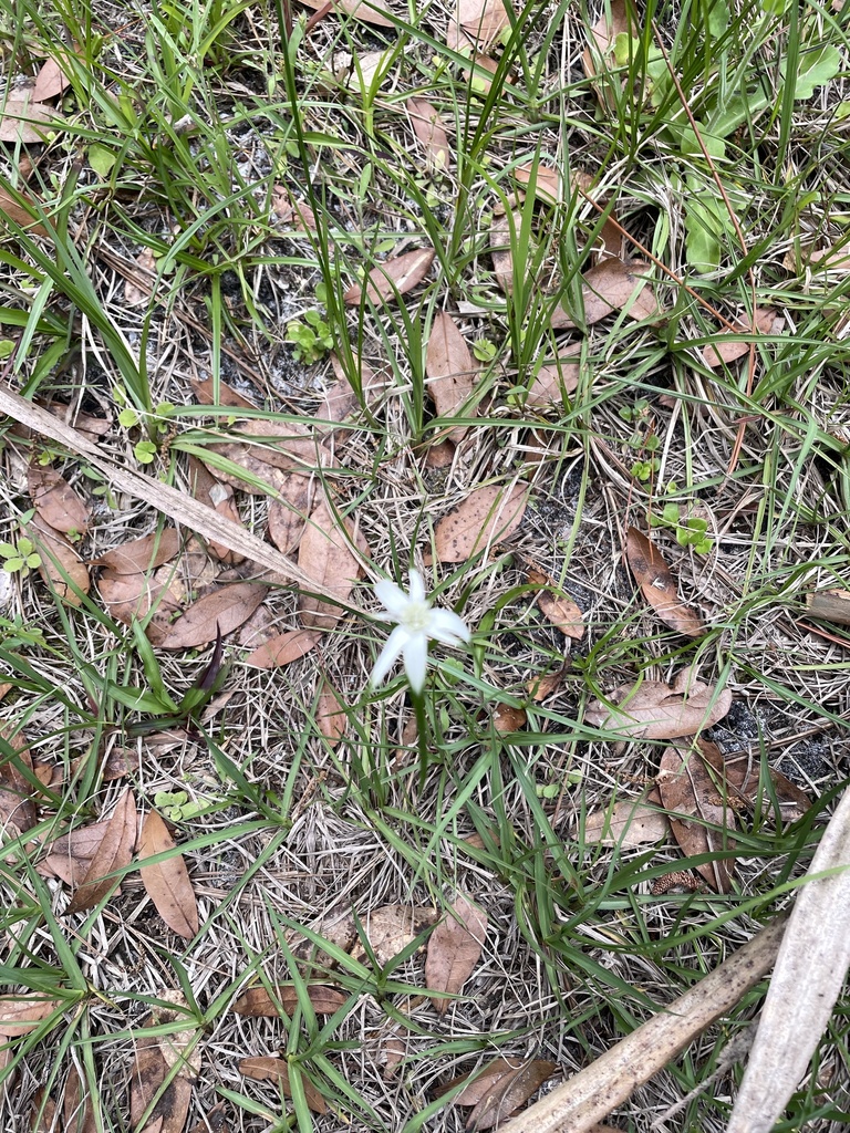whitetop sedge from Florida National Scenic Trail, Sorrento, FL, US on ...