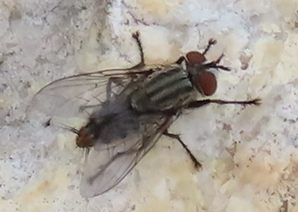 Bot Flies, Blow Flies, and Allies from Williamson, Texas, United States ...