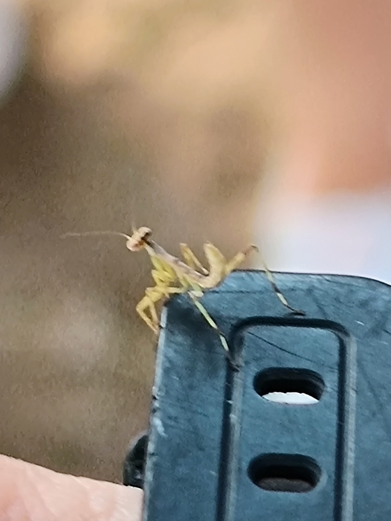 Mantises from 42450 La Esq., Hgo., México on March 31, 2024 at 05:17 PM ...