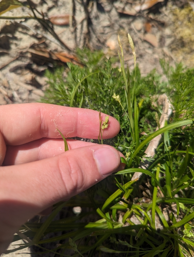 Florida Woodland Sedge in March 2024 by jhall3387 · iNaturalist