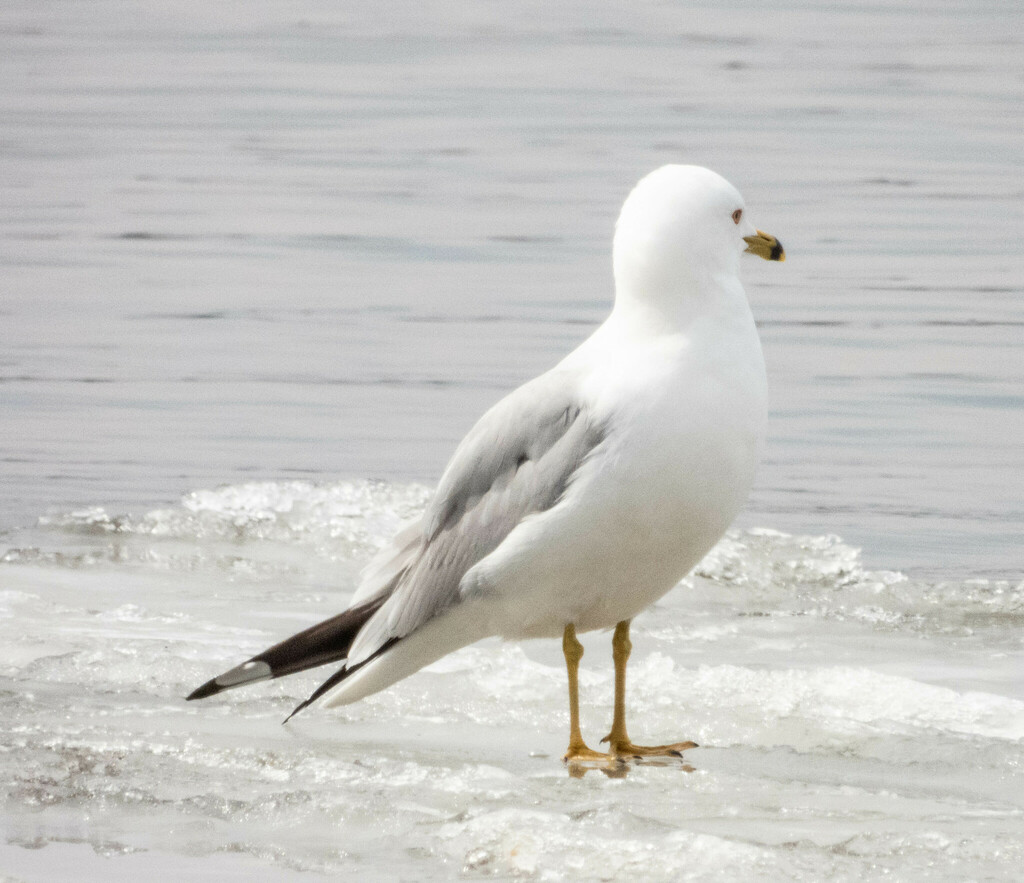 Ring-billed Gull from Houghton Lake, Michigan, USA on March 25, 2024 at ...