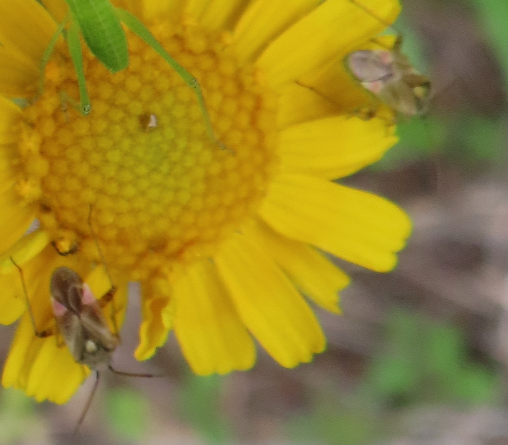 Red-spotted Aster Mirid from Williamson, Texas, United States on March ...
