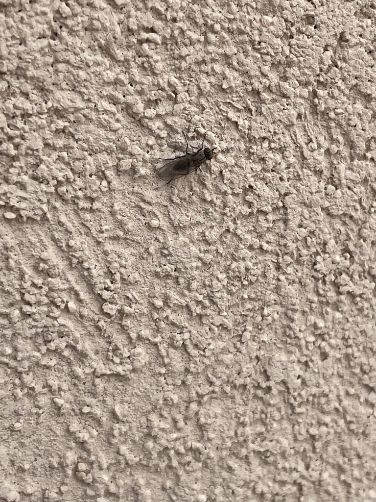 Flies from Mercury St, El Paso, TX, US on March 31, 2024 at 10:27 AM by ...