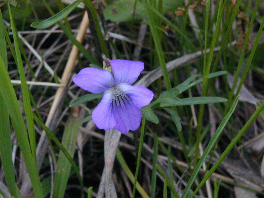 Prairie Violet from Le Sueur County, MN, USA on May 28, 2002 at 01:30 ...
