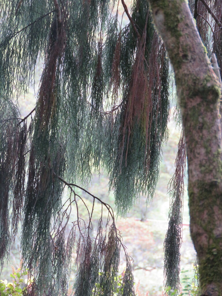 rimu from Arnold Valley 7872, New Zealand on March 24, 2024 at 10:29 AM ...